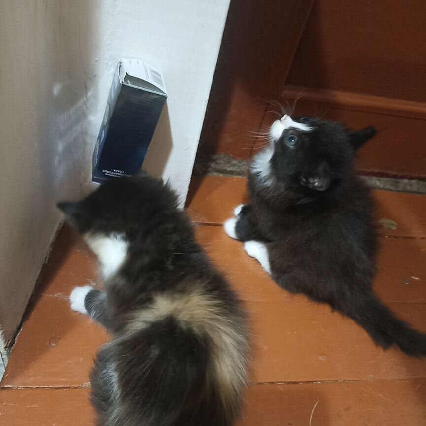 Котятки в добрые руки