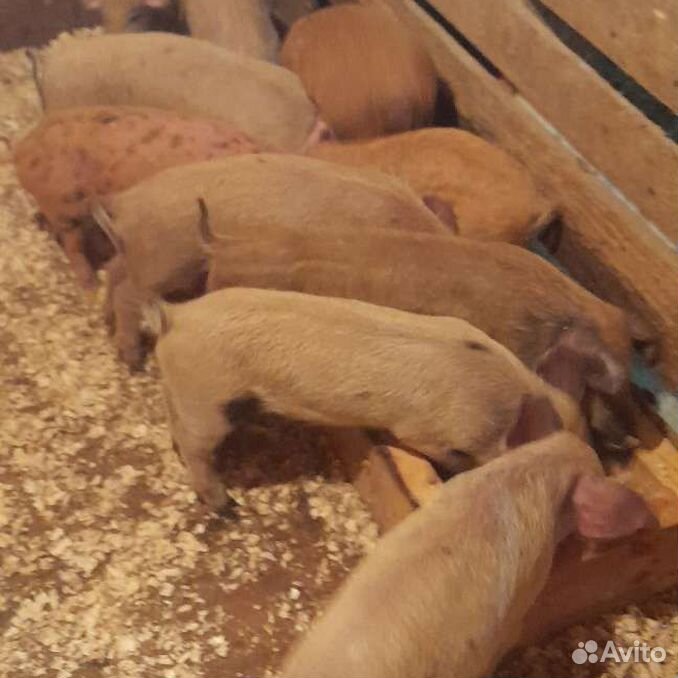 Поросята мангалица + ландрас