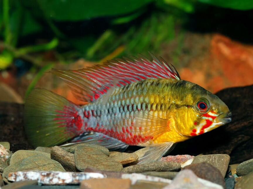 Цихлида Апистограмма Хонгсло