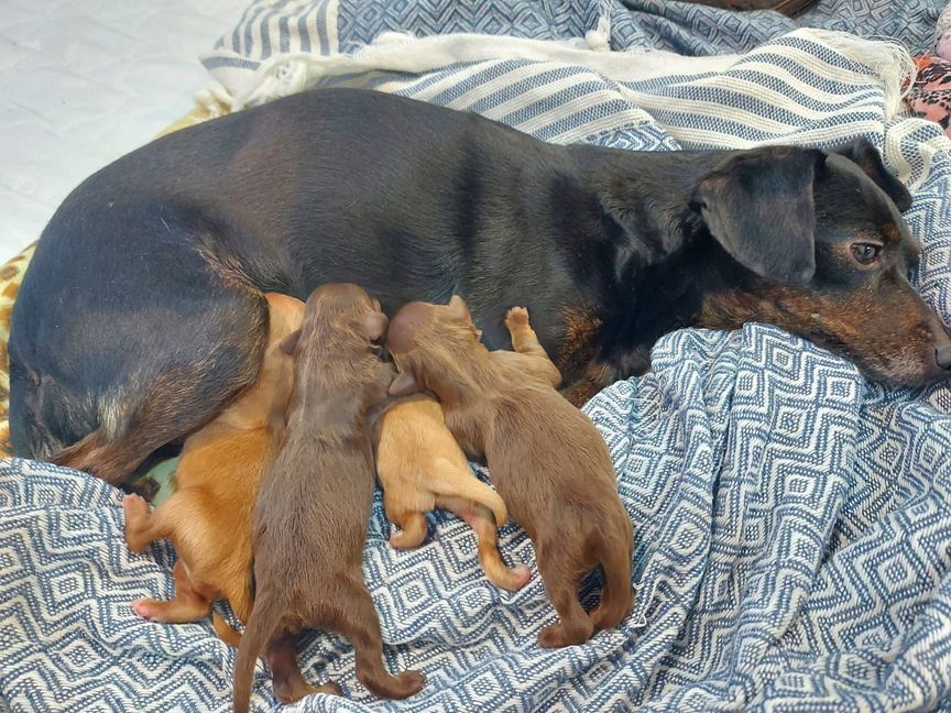 Щенки бесплатно