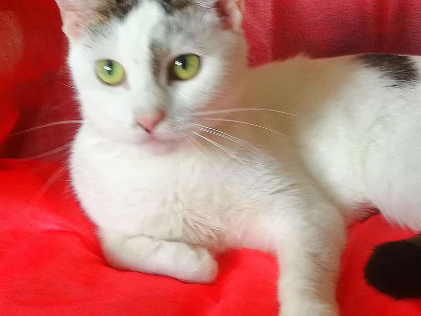 Оставили на даче кошечку подростка