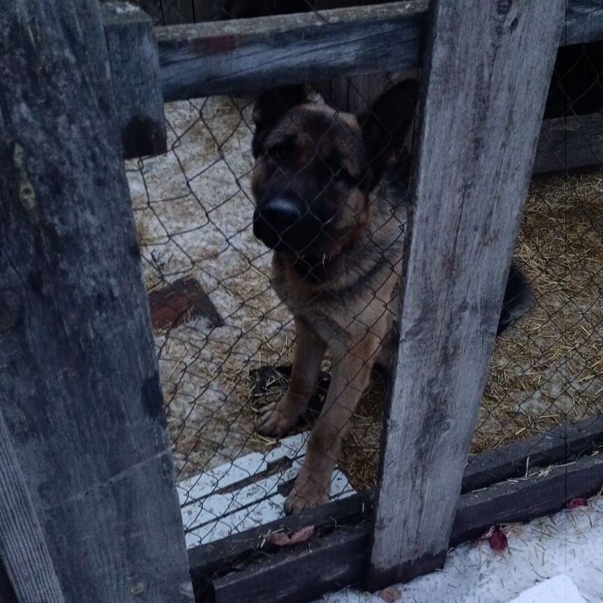 Немецкая овчарка, взрослый пёс