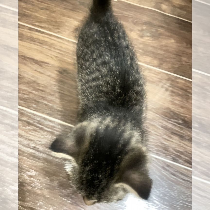 Шотландский вислоухий короткошёрстный котёнок