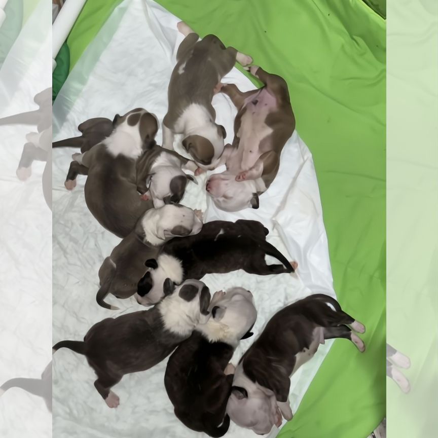 Американский стаффордширский терьер, щенок