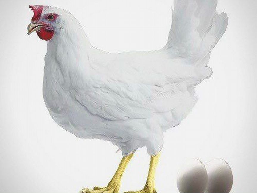 Цыплята Ломан Уайт