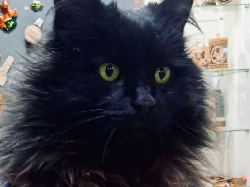 Красавец Себастьян в добрые руки