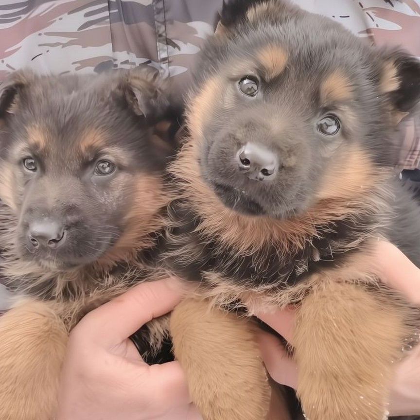 Немецкая овчарка, щенок