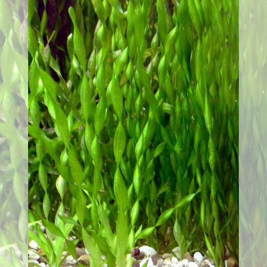 Криптокарина, валиснерия