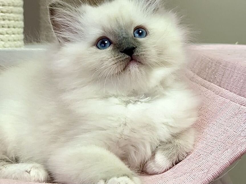 Котята рэгдолл