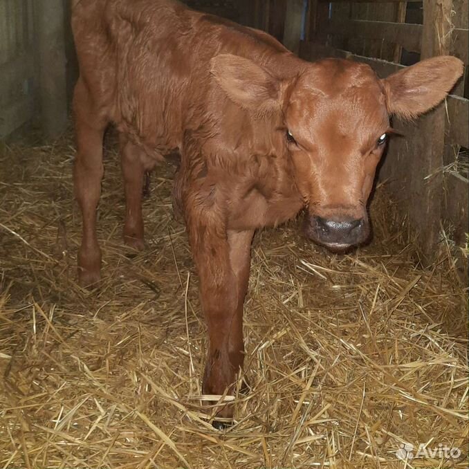 Телочка, отел 02.08.2023