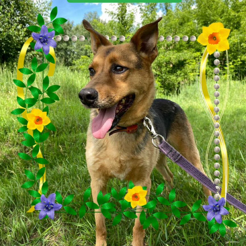 Тактичная Элис