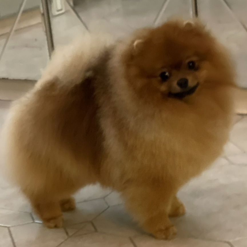 Померанский шпиц, щенок