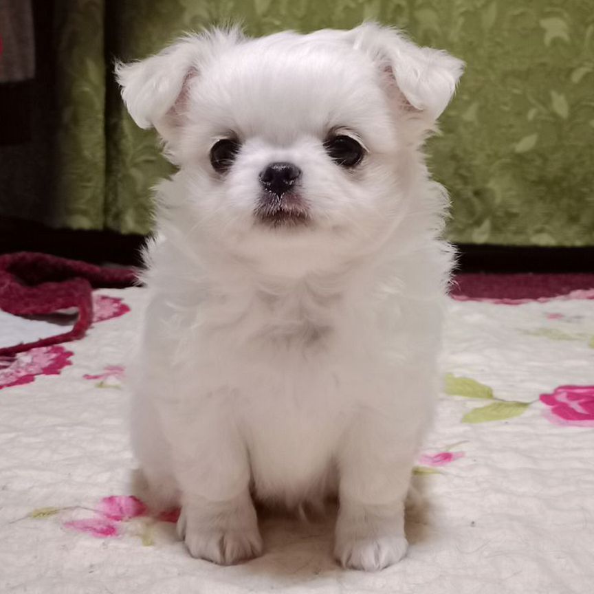 Чихуахуа, щенок