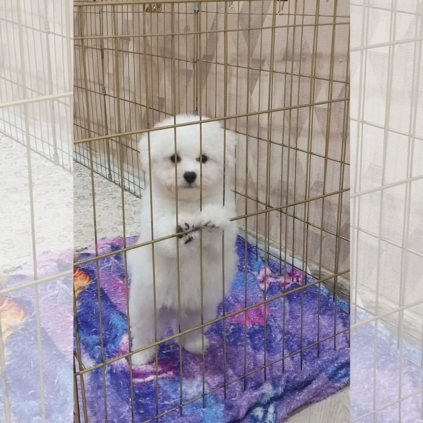 Бишон фризе, щенок