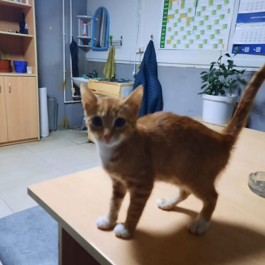 Рыженькая девочка нуждается в семье