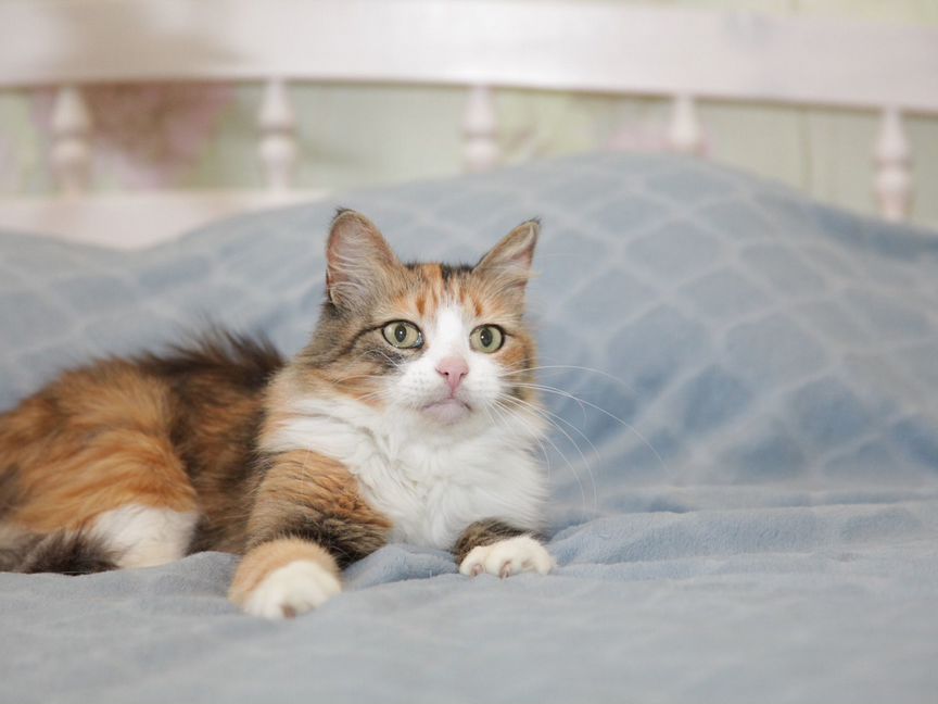 Очень ласковая кошечка Алиса в добрые руки