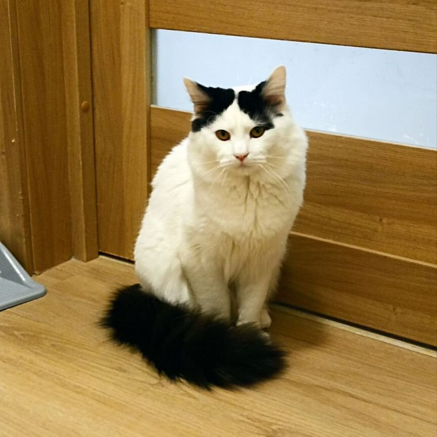 Кошка