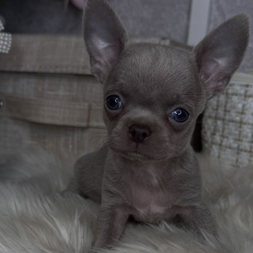 Чихуахуа лиловый мальчик