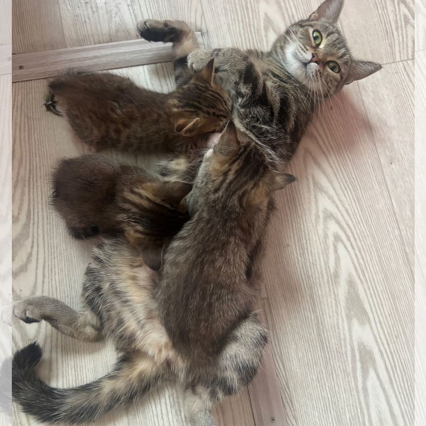 Котёнок в добрые руки