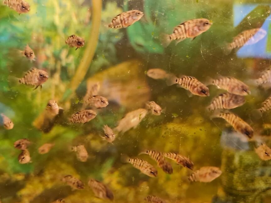 Цихлазома чернополосая мольки