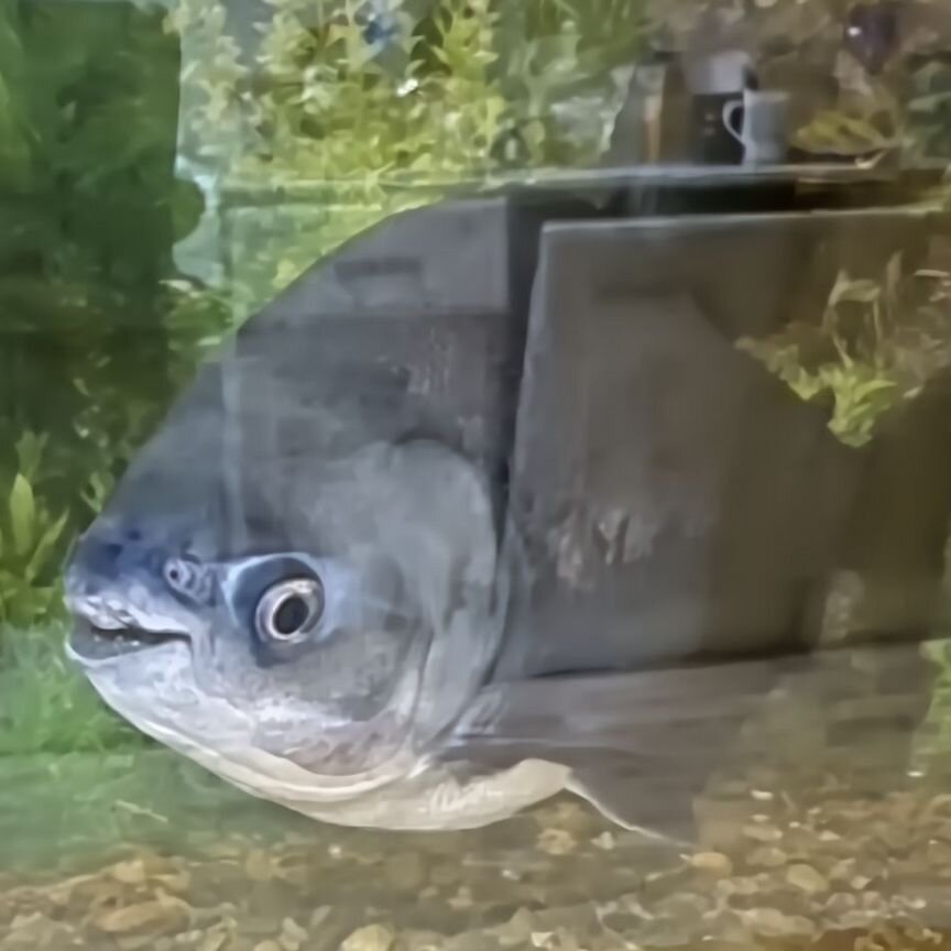 Пиранья черный паку