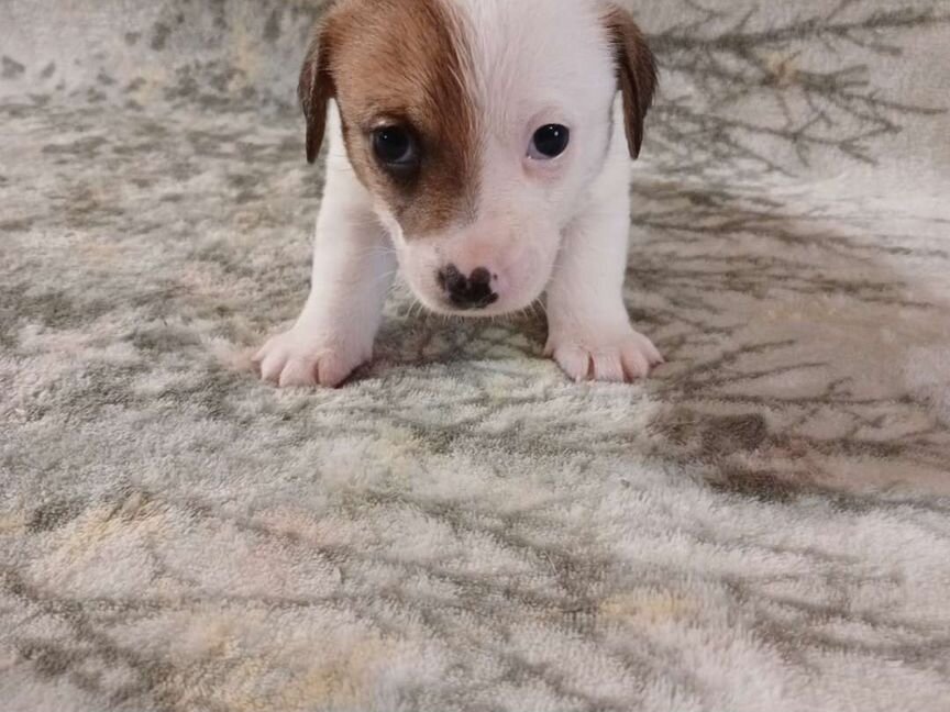 Джек Рассел терьер