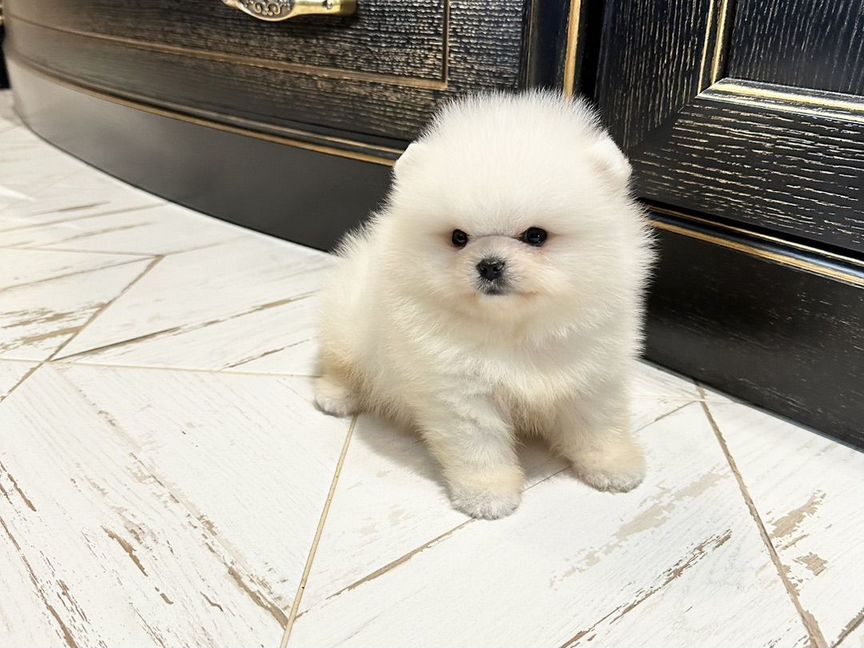 White мальчик померанский шпиц
