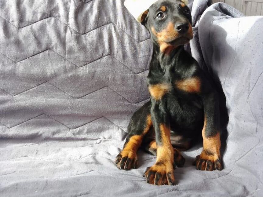 Доберман щенки