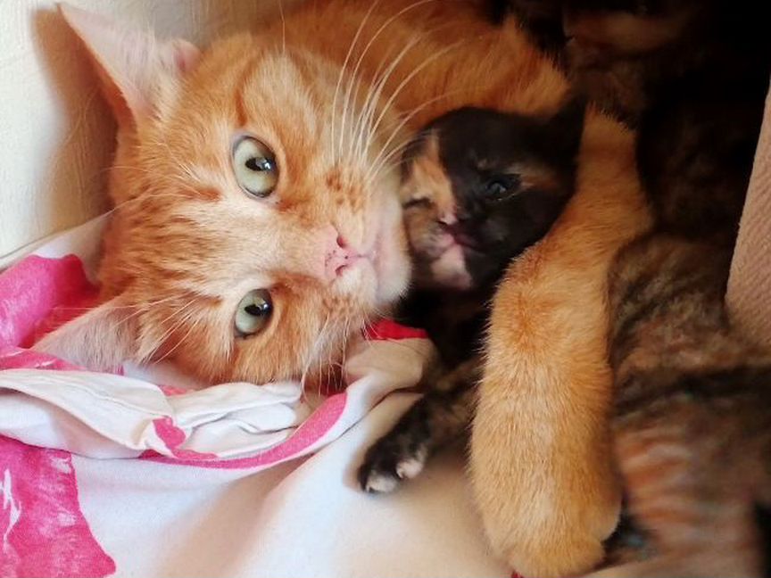 Котята