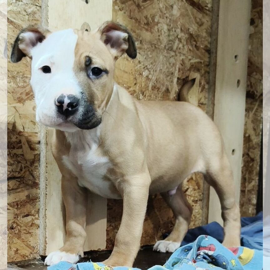 Американский стаффордширский терьер, щенок