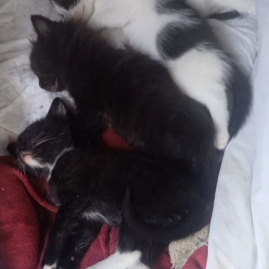 Котята