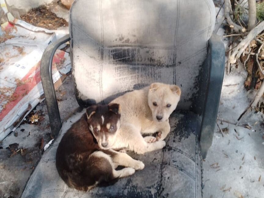 Щенки дворняжки