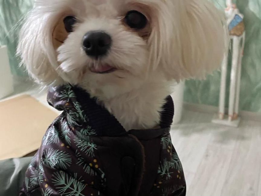 Срочно нужен жених мальтийская болонка мини (мальт