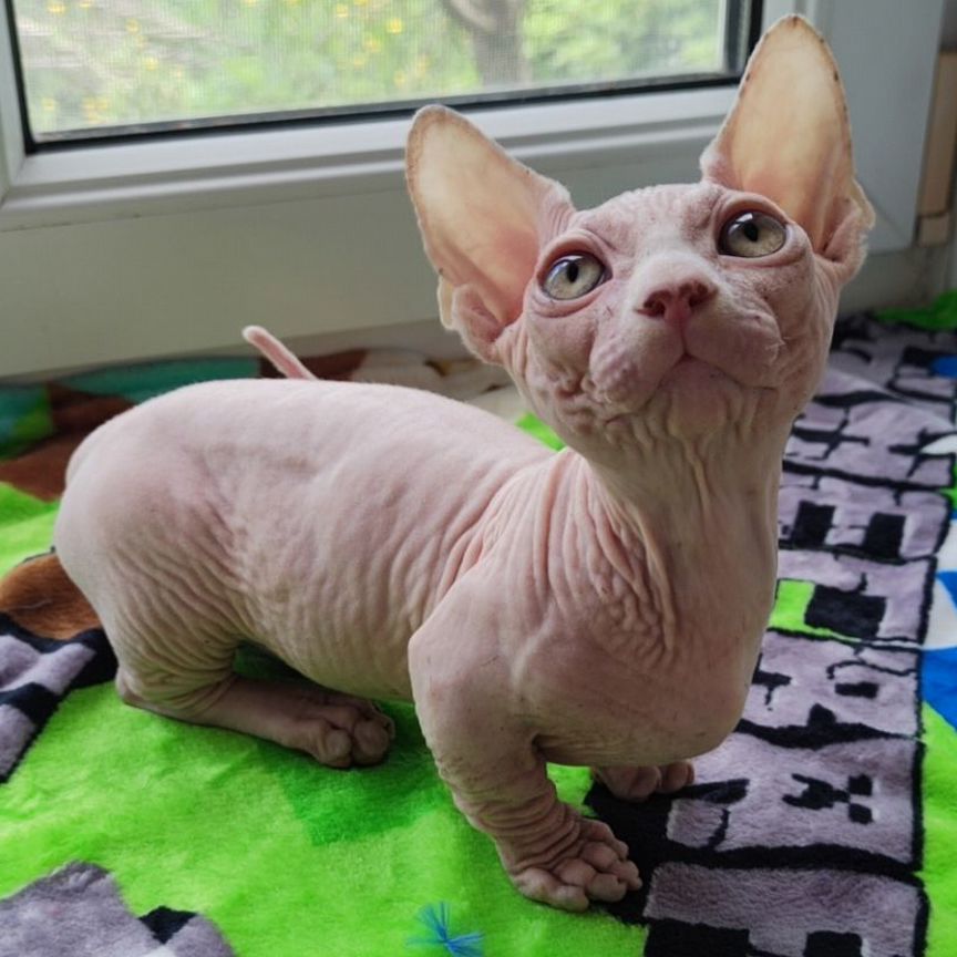 Канадский сфинкс котенок