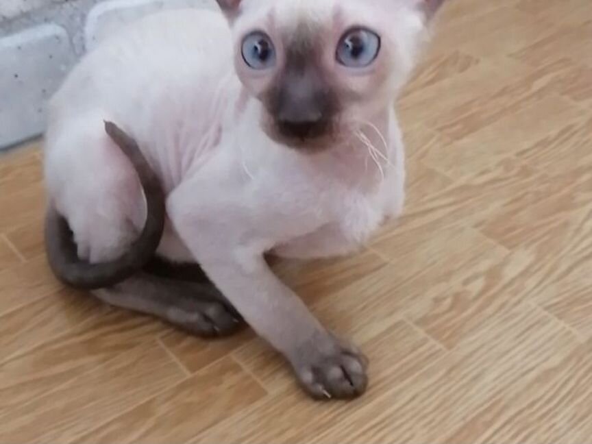 Корниш-рекс Котик