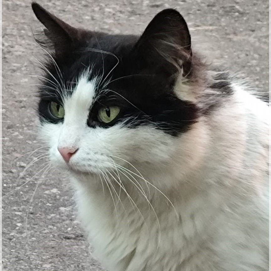 Кошечка Люся нежная, ласковая ищет дом