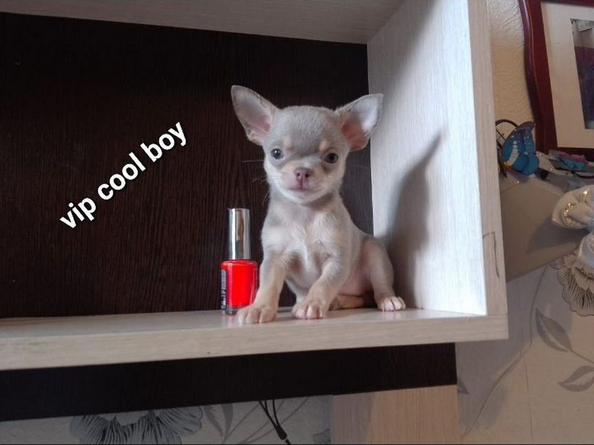 Москва что бывает лучшее в породе Vip РКФ