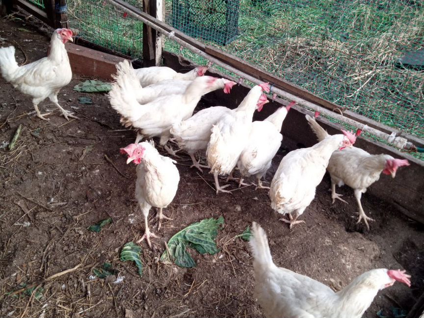 Куры несушки