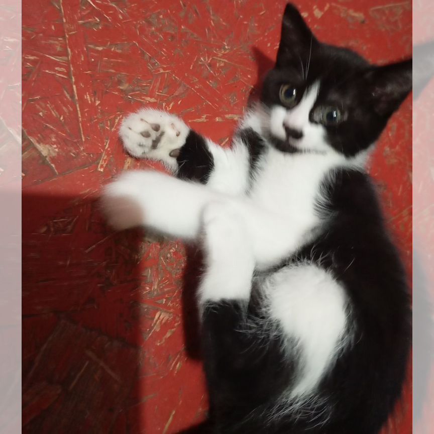 Котёнок в добрые руки