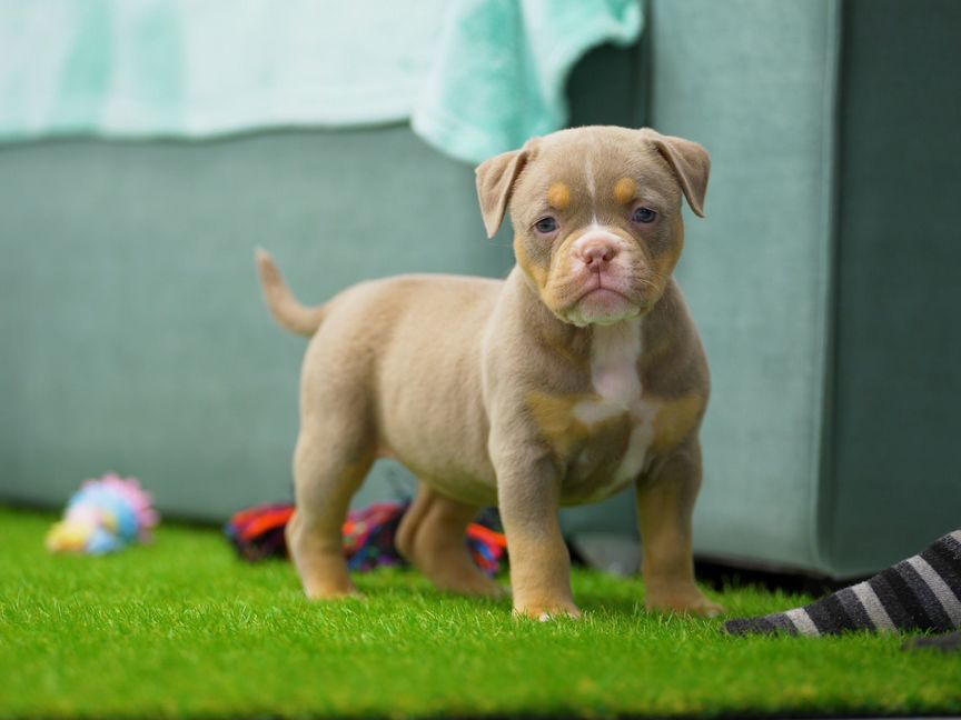 Американский Булли девочка лиловый триколор