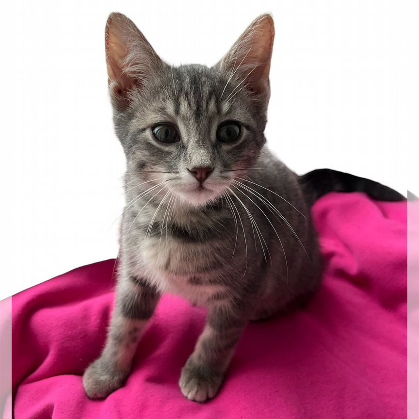 Котёнок в добрые руки