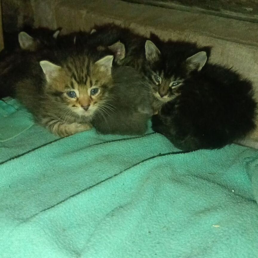 Котята в добрые руки