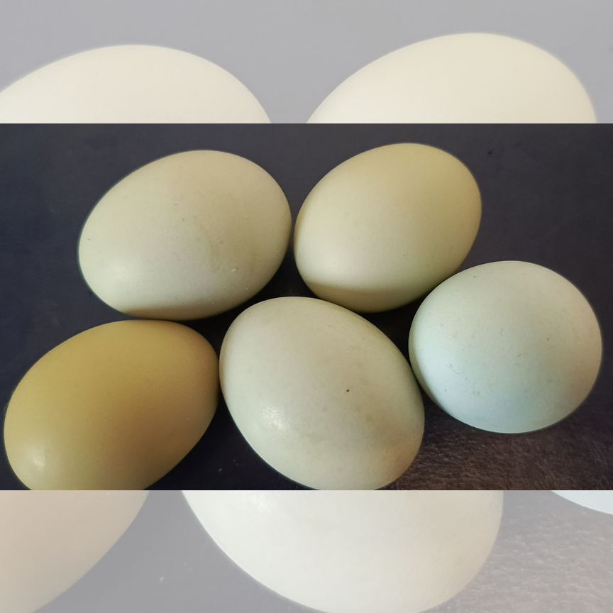 Инкубационное яйцо