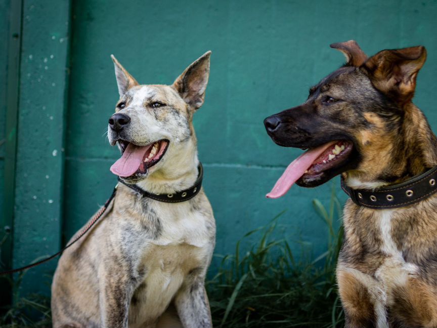 Собака в добрые руки