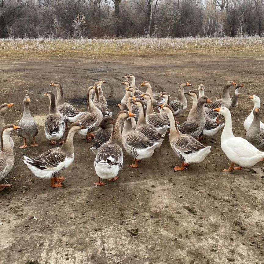 Гуси на племя