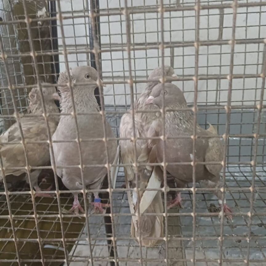 Голуби мраморные