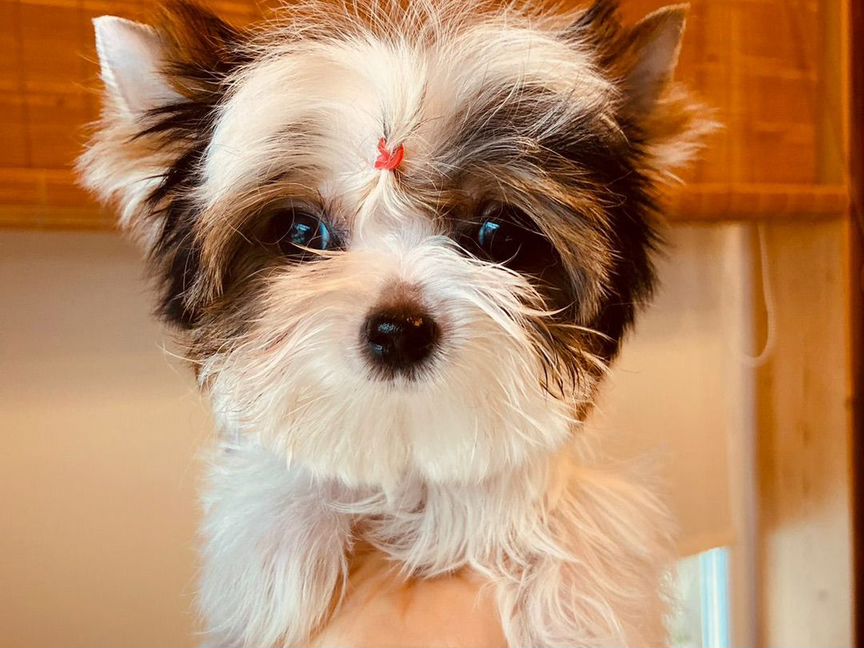 Бивер супер мини мальчик