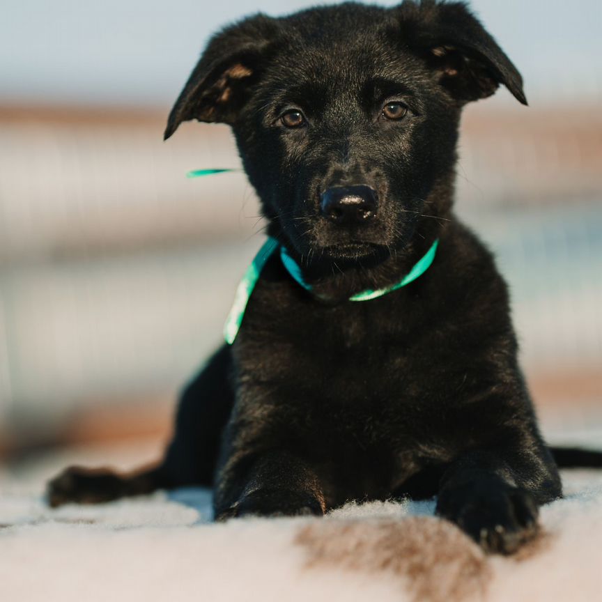 Черно-подпалые суки рабочего разведения