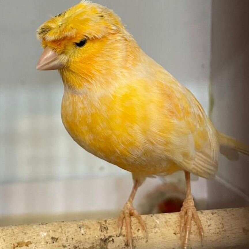 Кенара и канарейки