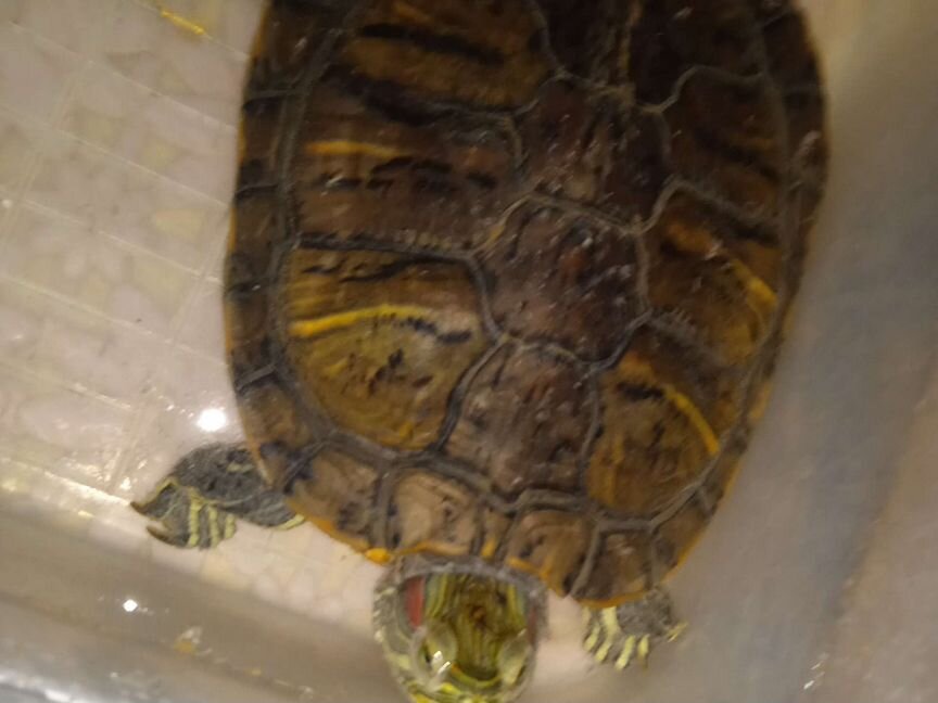 Красноухая черепаха